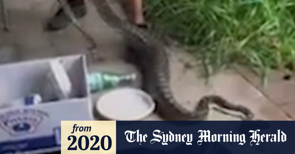 Video: Python devours family cat